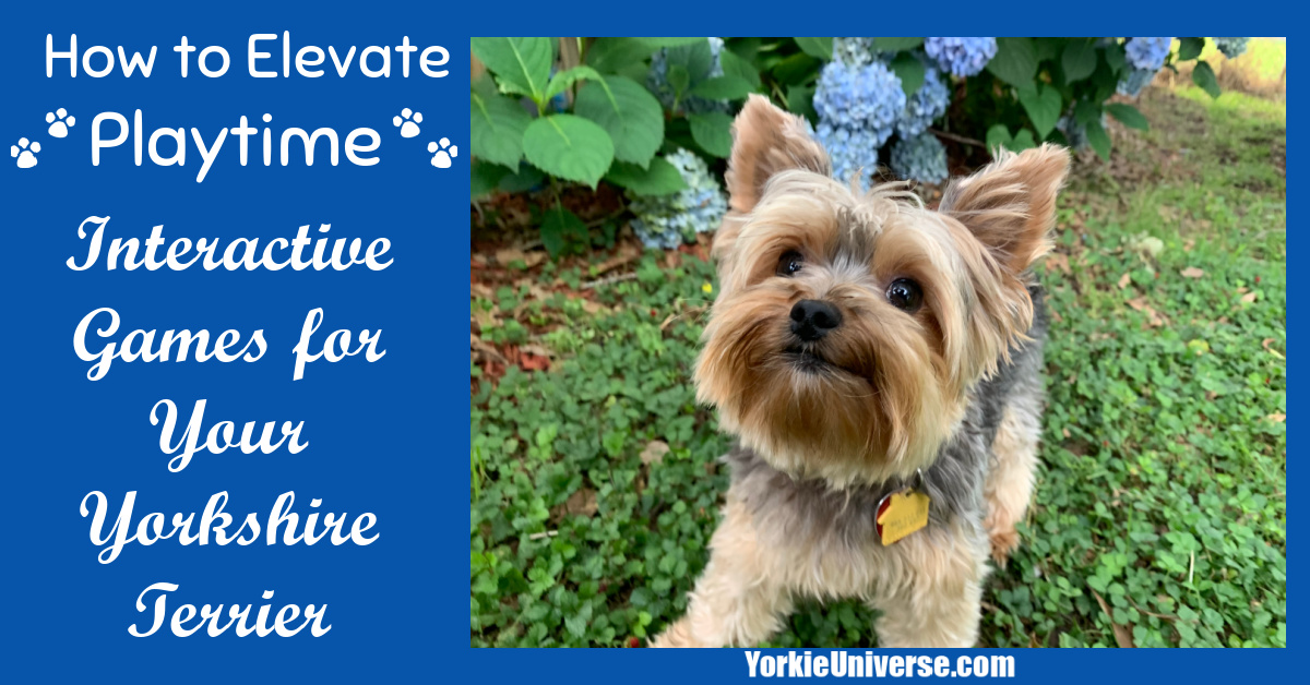 How to Elevate Playtime: Interactive Games for Your Yorkshire Terrier ...