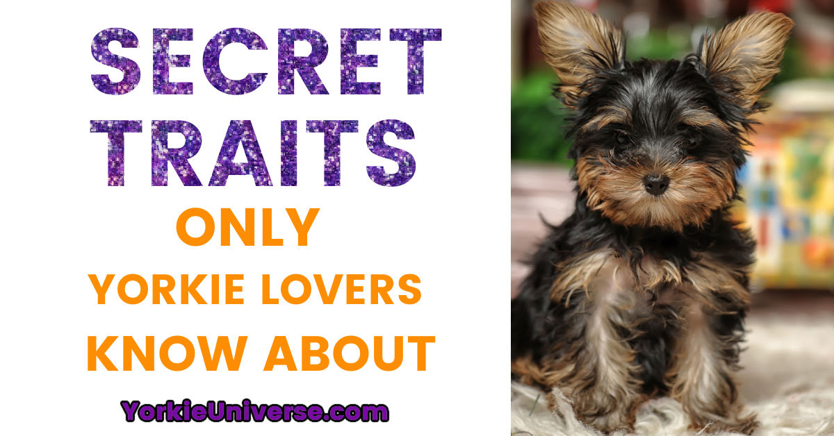 Secret Traits Only Yorkshire Terrier Lovers Know About - Yorkie Universe