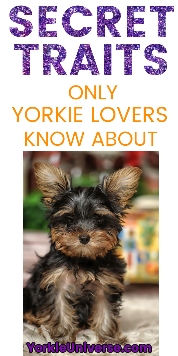 Secret Traits Only Yorkshire Terrier Lovers Know About - Yorkie Universe