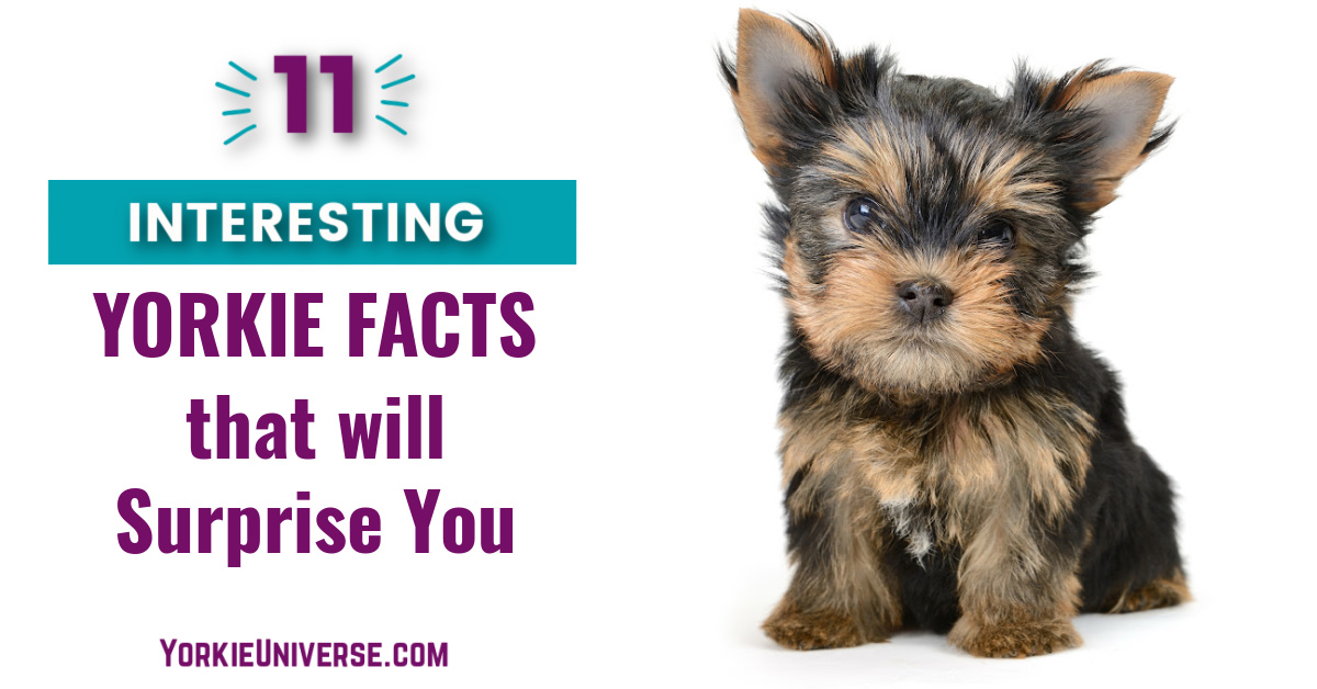 11 Interesting Yorkie Facts That Will Surprise You - Yorkie Universe