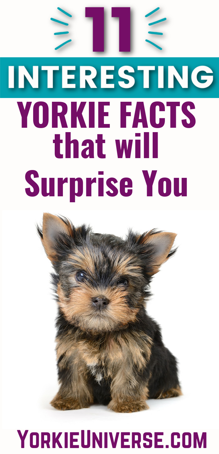 11 Interesting Yorkie Facts That Will Surprise You - Yorkie Universe