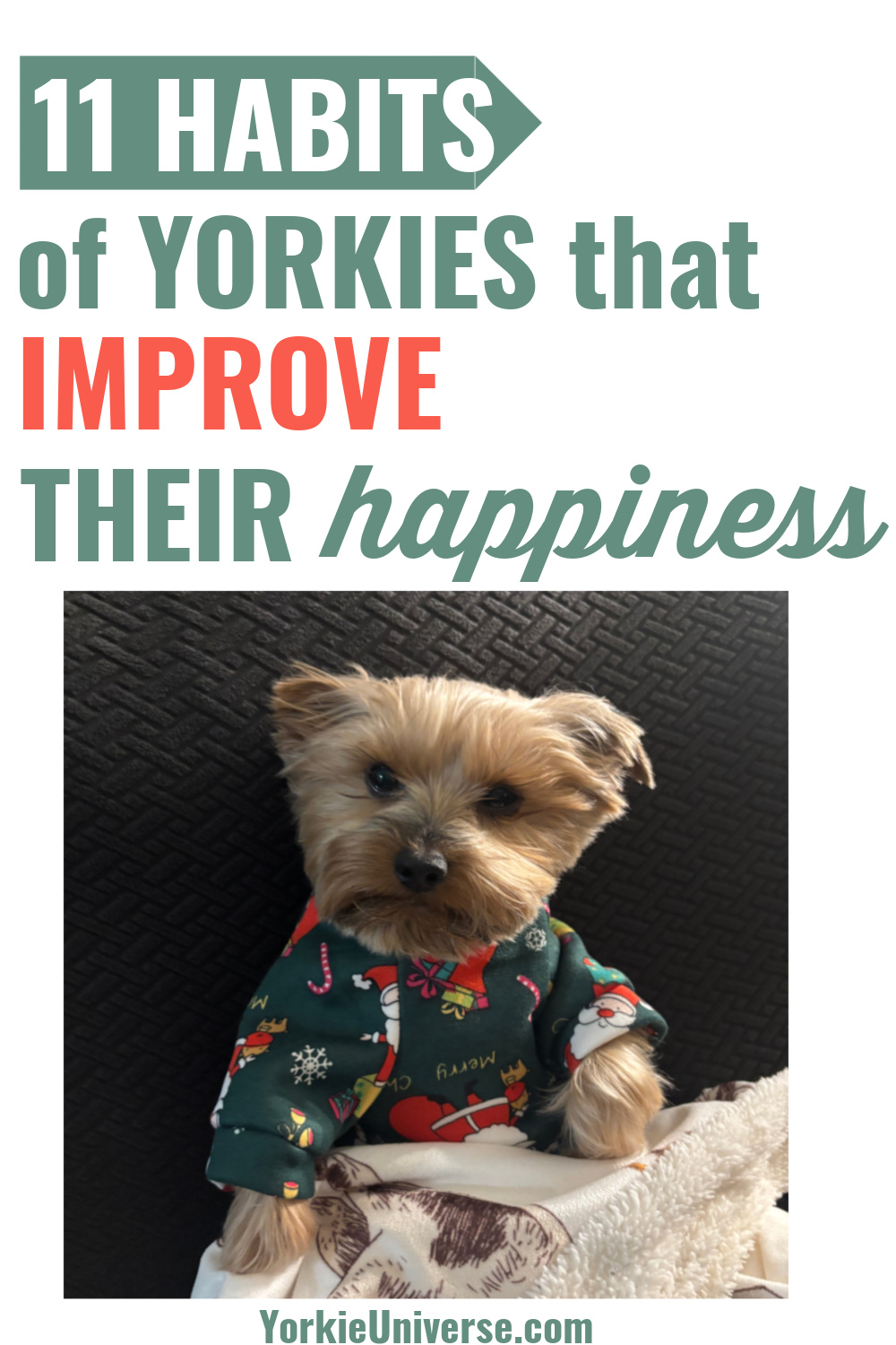 11 Habits of Yorkies That Improve Their Happiness - Yorkie Universe