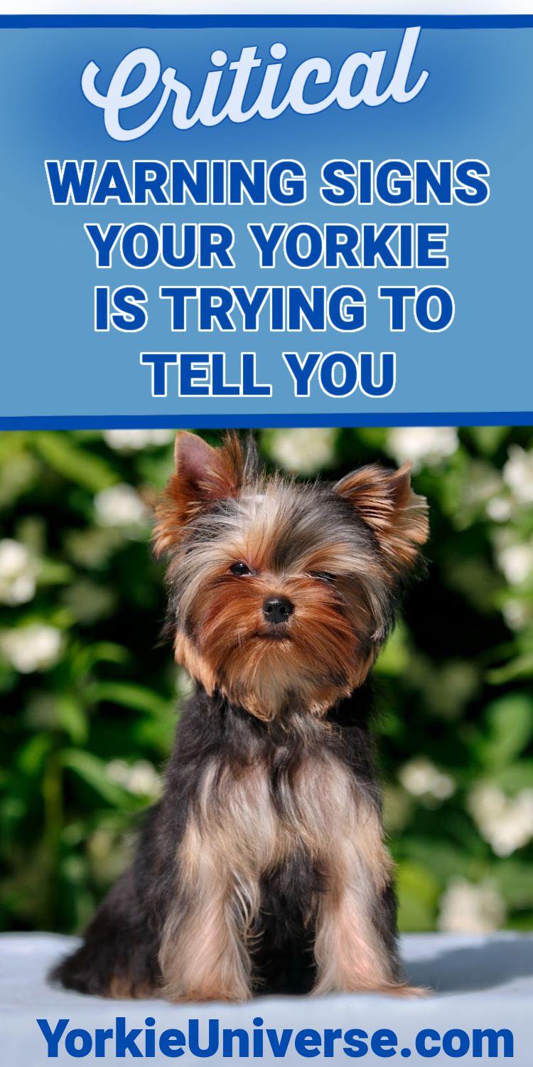 Critical Warning Signs Your Yorkie Is Trying to Tell You - Yorkie Universe