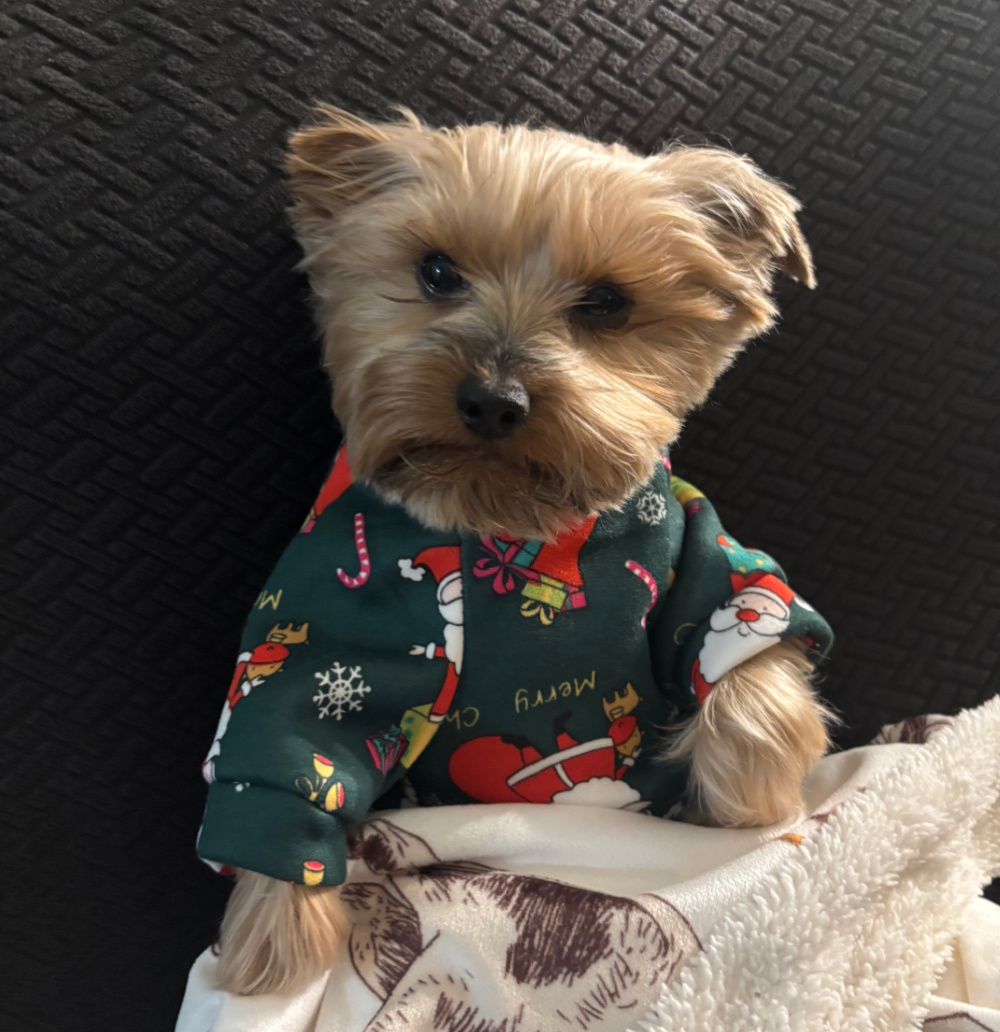 11 Habits of Yorkies That Improve Their Happiness - Yorkie Universe