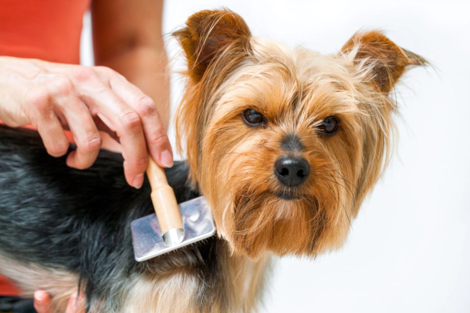 11 Habits of Yorkies That Improve Their Happiness - Yorkie Universe