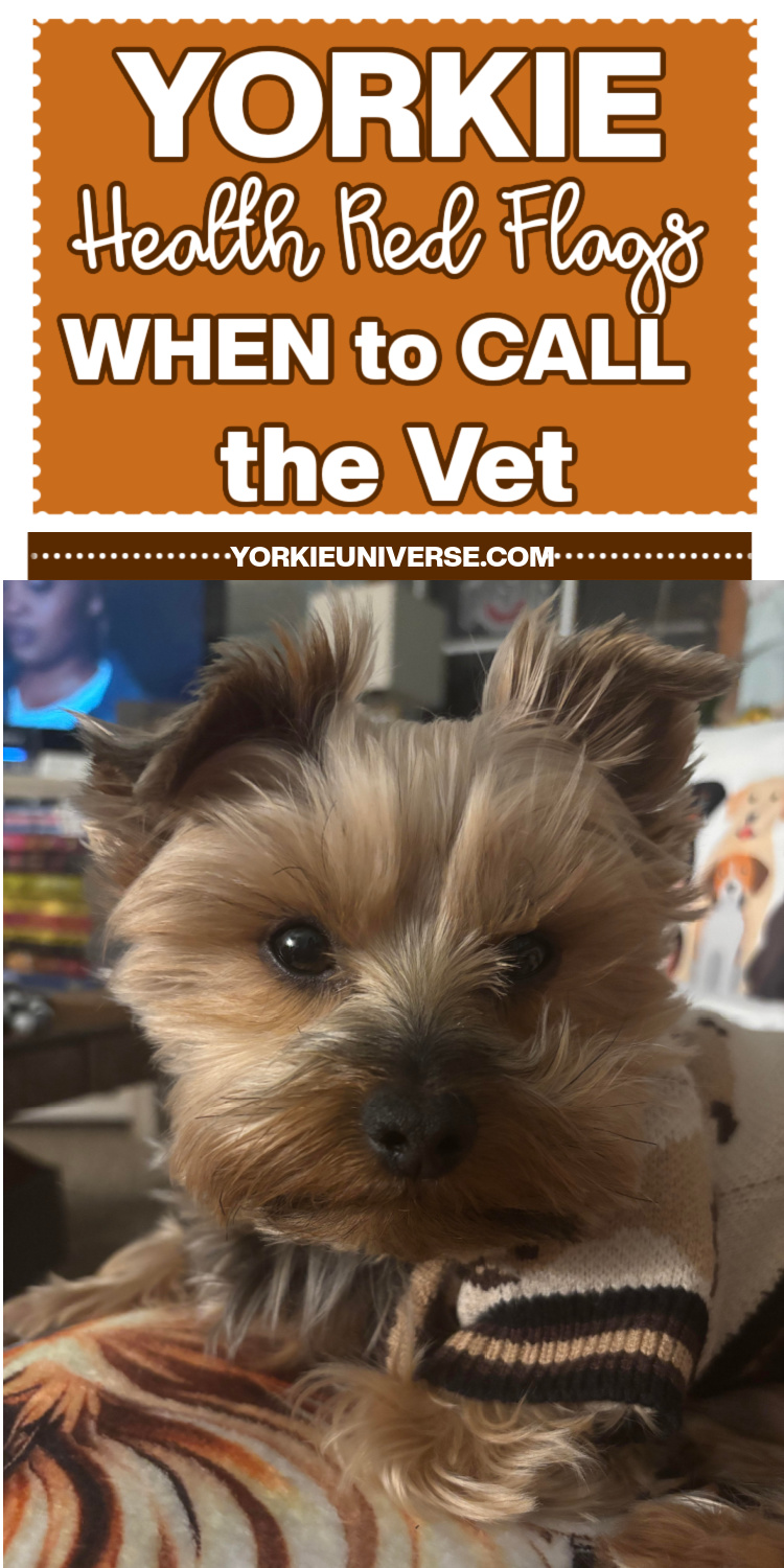 Yorkie Health Red Flags: When to Call the Vet - Yorkie Universe