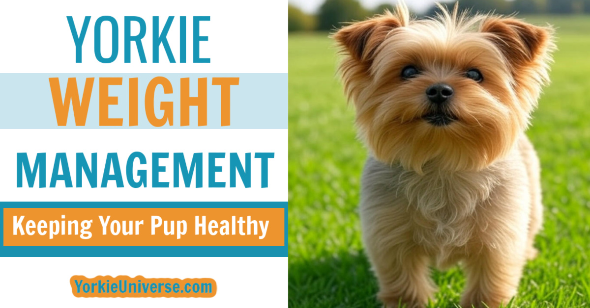Yorkie Weight Management: Keeping Your Pup Healthy - Yorkie Universe