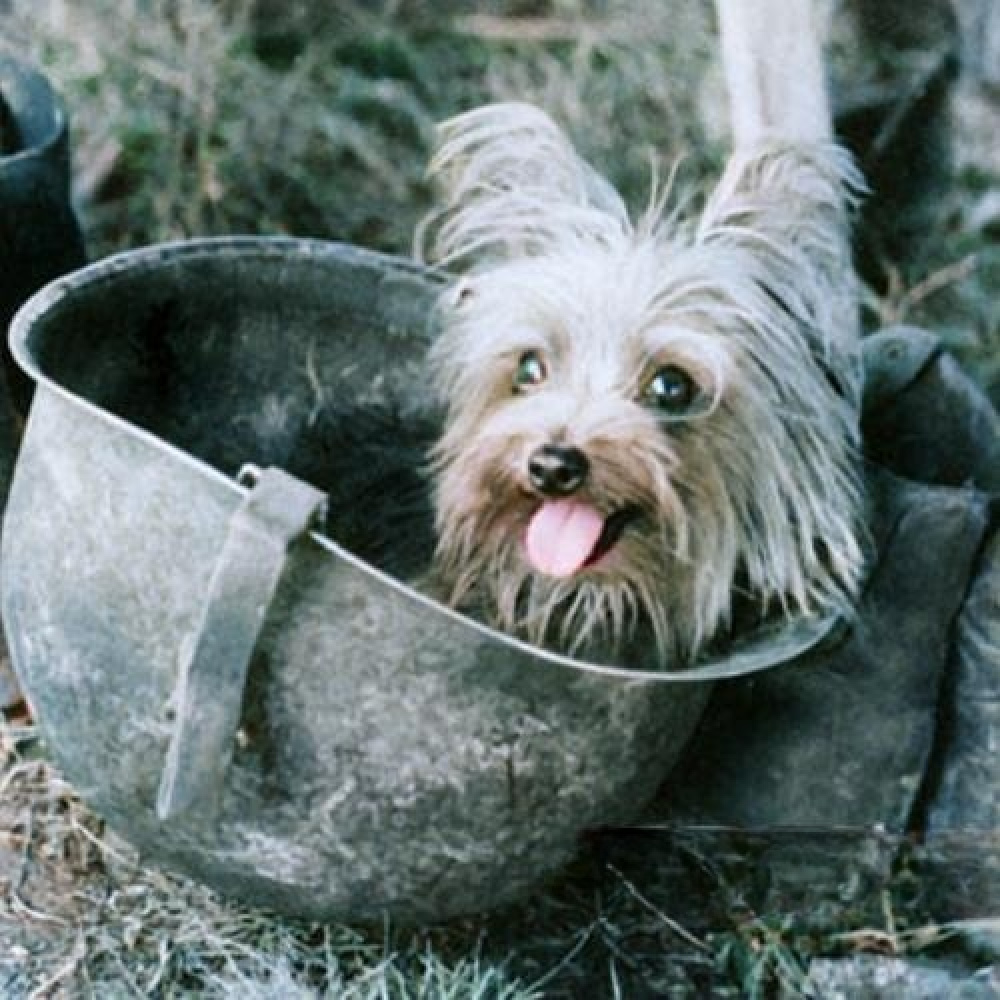Famous Yorkshire Terriers and What They Teach Us - Yorkie Universe